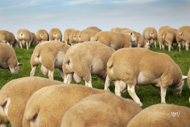 British Texel Sheep Society Ltd - Agritech UK