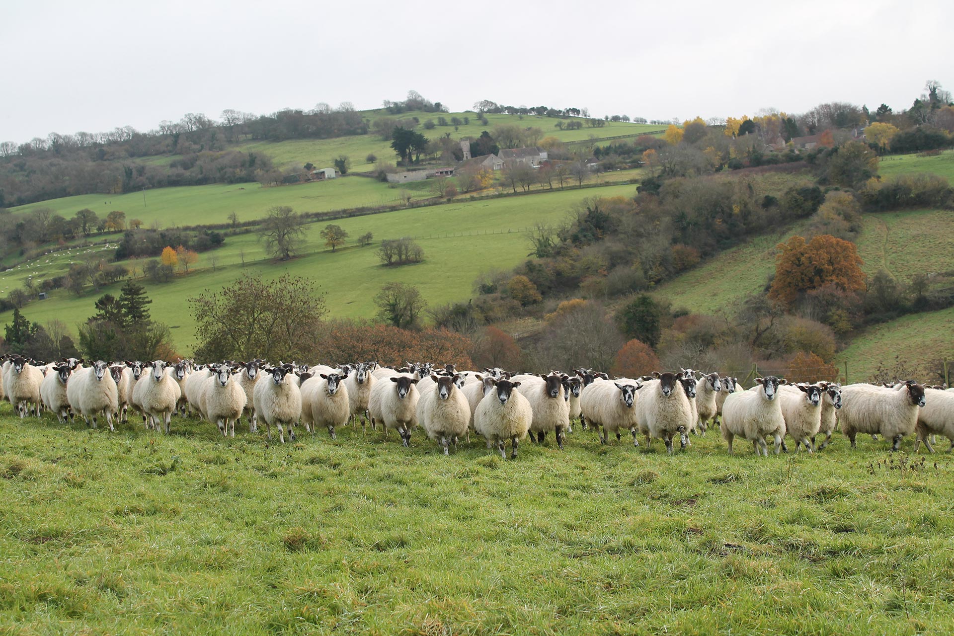 National Sheep Association - Agritech UK