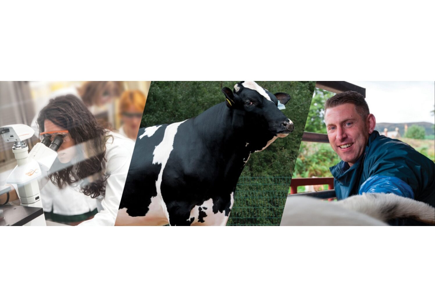 Cattle Archives - Agritech UK