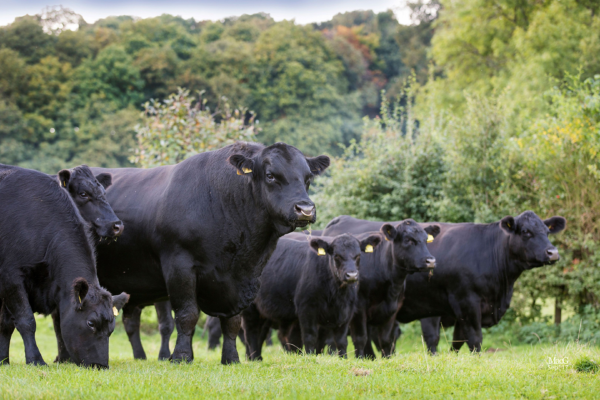 The Aberdeen Angus Cattle Society - Agritech UK